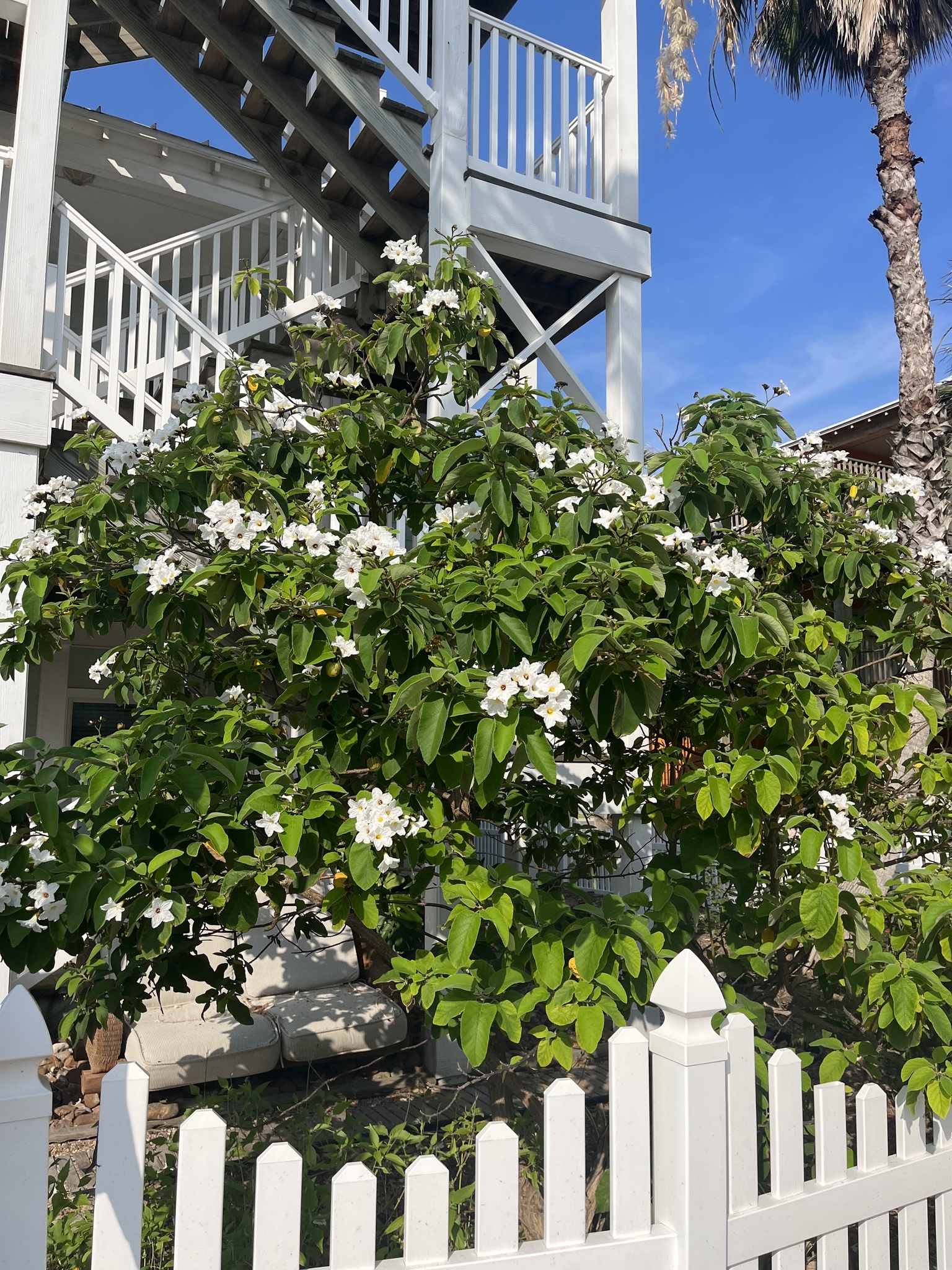 Anacahuita: El árbol nativo del norte de México que embellece y protege ...